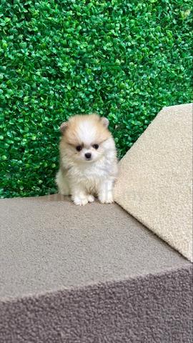 Parti Male Tiny Pomeranian Puppy - Pets for sale in Prai, Penang