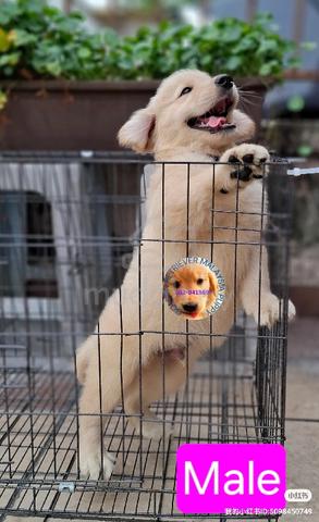 Big bone Golden Retriever Puppies - Pets for sale in Puchong, Selangor