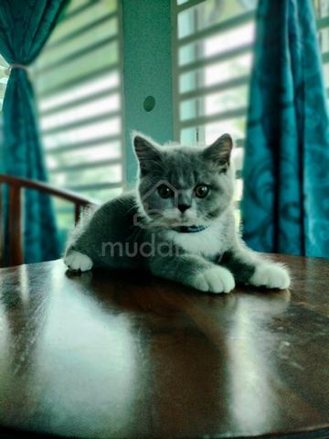 kucing Jantan - Pets for sale in Pontian, Johor