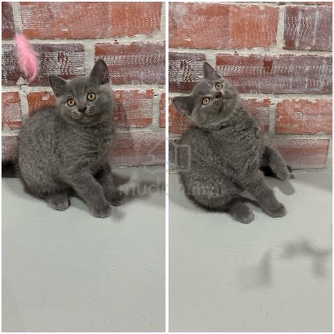 BSH blue female 3month PUREBREED - Pets for sale in Shah Alam, Selangor