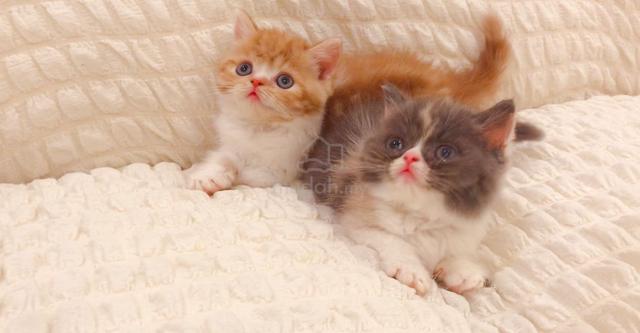 Female Kitten Calico bsh British Shorthair - Pets for sale in Johor ...