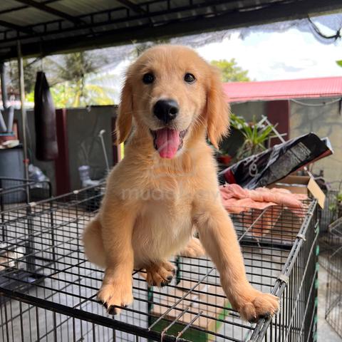 Big Bone Golden Retriever Male - Pets for sale in Ipoh, Perak