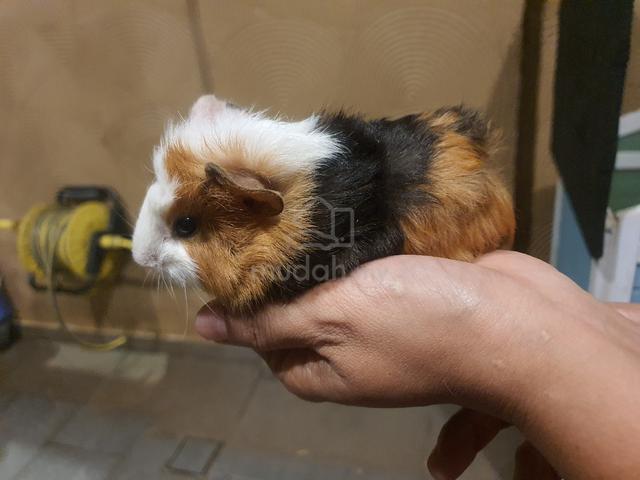 Guinea pig/ tikus belanda - Pets for sale in Putra Heights, Selangor