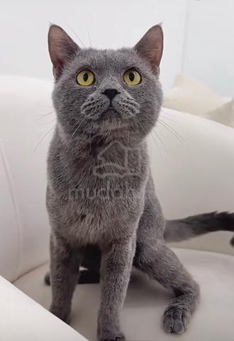 British shorthair blue BSH 蓝猫 - Pets for sale in Semenyih, Selangor