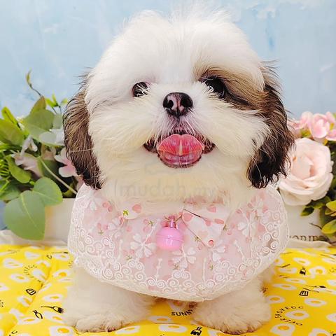 Chubby Face Shih Tzu Puppu Dog Pet *yu.02980 - Pets for sale in Puchong ...