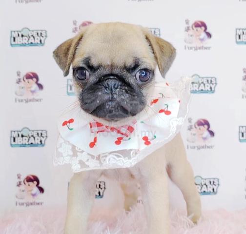 Super Fatty Pug Puppy Dog Pet *yu.095 - Pets for sale in Puchong, Selangor