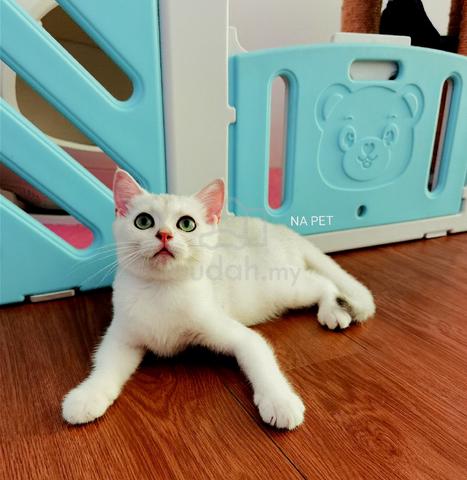 BSH silver Shaded NS11 - Pets for sale in Johor Bahru, Johor