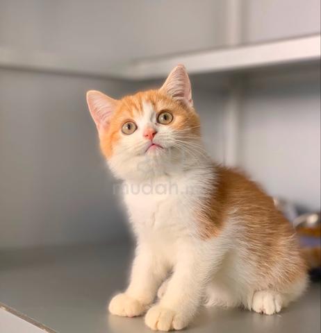 bsh untuk rehome bicolour - Pets for sale in Port Dickson, Negeri Sembilan