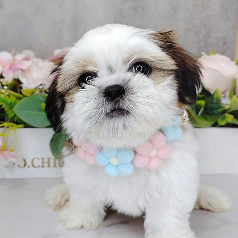 Gorgeous Cute Shih Tzu Puppu Dog Pet *yu.03832 - Pets for sale in ...