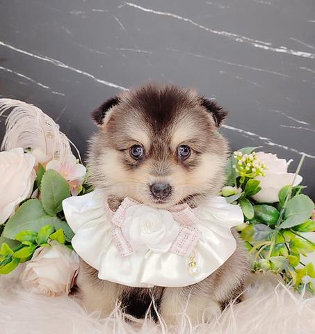 Pomsky Puppy Dog Pet Pom x Husky *MY2186 - Pets for sale in Puchong ...