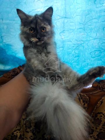kucing parsi/DLH - Pets for sale in Lahad Datu, Sabah