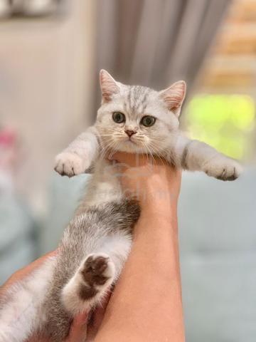 bsh british shorthair silver cat kucing female - Pets for sale in ...