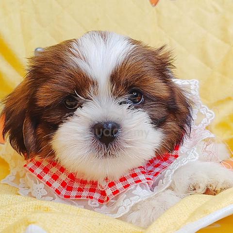 Gorgeous Cute Shih Tzu Puppu Dog Pet *yu.03736 - Pets for sale in ...