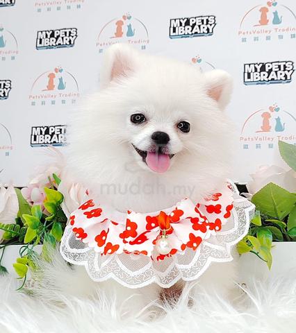 Super Small Tiny Mini Pomeranian Puppy Dog *MJ21 - Pets for sale in ...