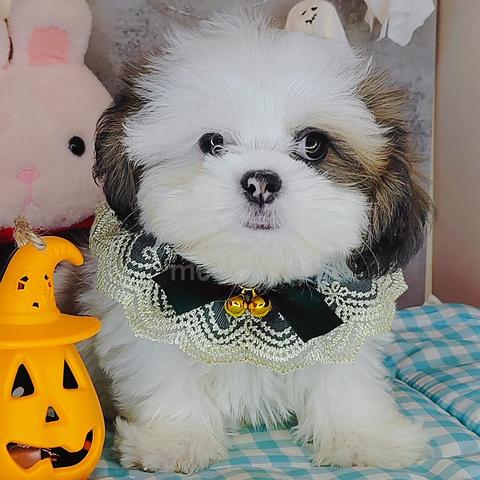Chubby Face Shih Tzu Puppu Dog Pet *yu.0840 - Pets for sale in Puchong ...