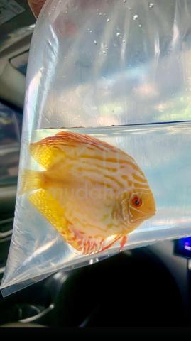 Discus 5 inch - Pets for sale in Kajang, Selangor