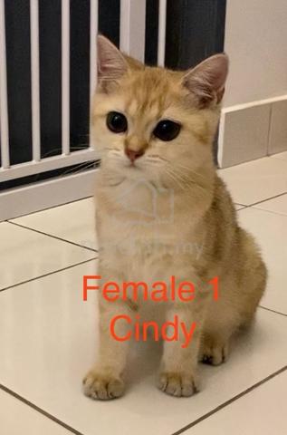 kucing bsh golden cat kitten rehome subang bestari - Pets for sale in ...