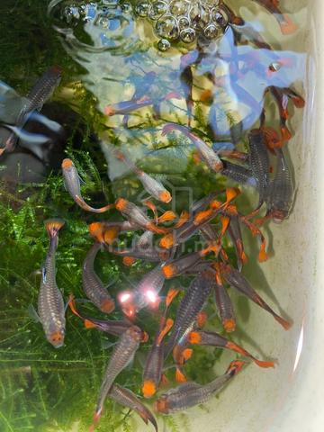 Guppy Koi Ikan Fish Gapi Koi Low Grade - Pets for sale in Ampang, Kuala ...