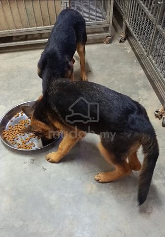 German Shepherd showline with Mka cert & microchip - Pets for sale in ...