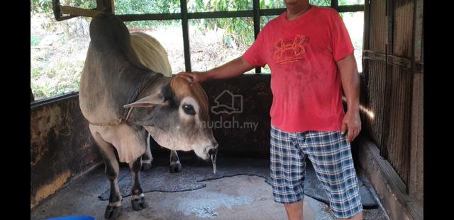 lembu jantan besar - Food for sale in Kapar, Selangor