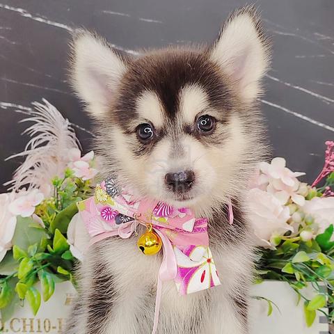 Kawaii Pomsky Puppy Dog Pet Pom x Husky *wX0027 - Pets for sale in Puchong, Selangor