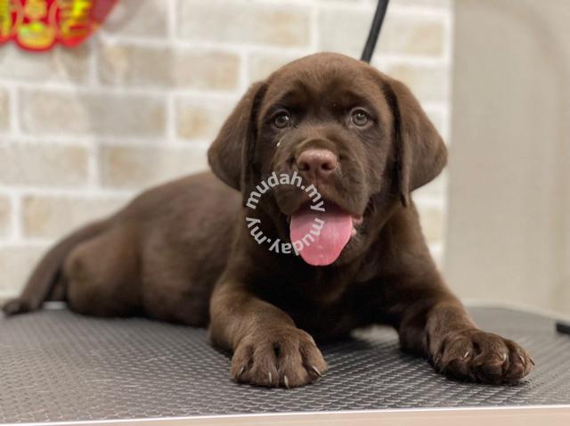 Rehome Quality BigBone Brown Labrador Rare colour - Pets for sale in ...