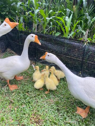 Anak Angsa Putih 🐣🐥🪿 - Pets for sale in Kajang, Selangor