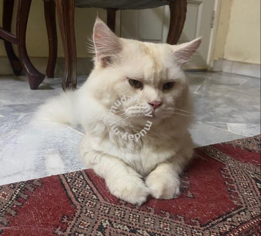 Pure Male Mainecoon Cat For Mating/Mengawan - Pets for sale in Bukit ...