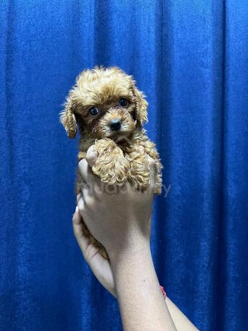 Red Toy Poodle - Pets for sale in Serdang, Kedah