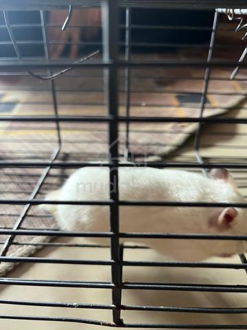Hamster mata merah bulu putih - Pets for sale in Krubong, Melaka