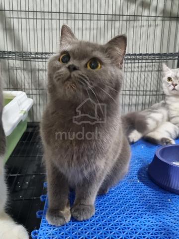 Kucing bsh murah - Pets for sale in Kota Damansara, Selangor