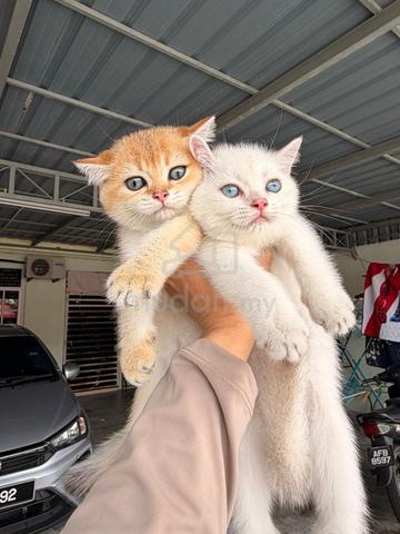 BSH golden point female - Pets for sale in Seri Manjong, Perak