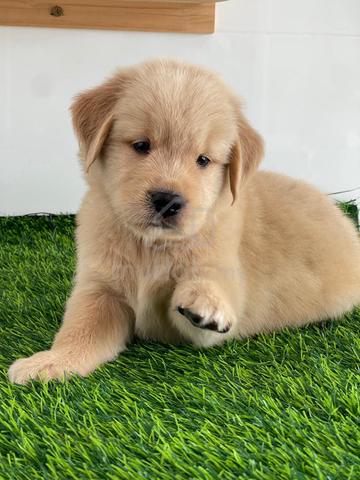 READY REHOME big bone golden retriever - Pets for sale in Taiping, Perak