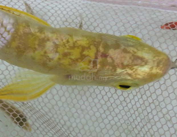 arowana 24k golden 5 inch-wholesale price - Pets for sale in Cheras ...