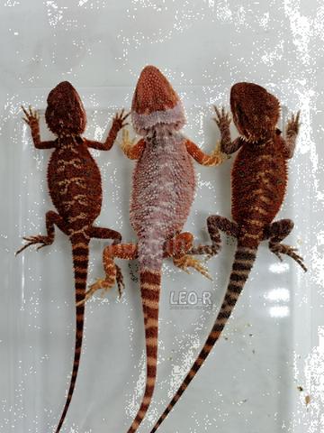 Pure Dark Red Bearded Dragon - Pets for sale in Ayer Itam, Penang