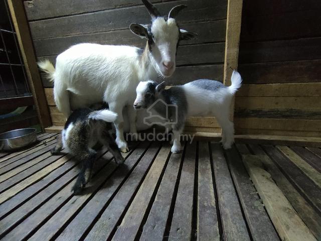 anak kambing pygmy - Pets for sale in Telok Panglima Garang, Selangor