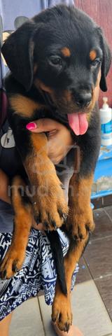 Pure Breed Rottweiler Puppies - Pets for sale in Ampang, Kuala Lumpur