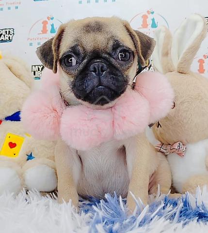 Super Fatty Pug Puppy Dog Pet *UA965 - Pets for sale in Puchong, Selangor