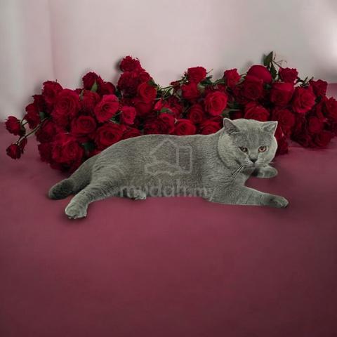 Bsh pure blue - Pets for sale in Tapah, Perak