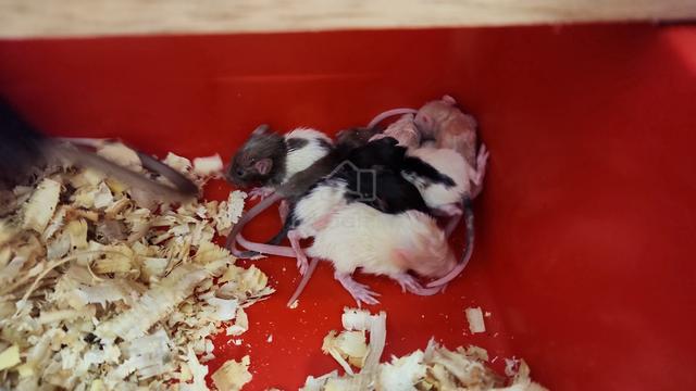 Rat / African Soft Fur Rats Feeder - Pets for sale in Klang, Selangor