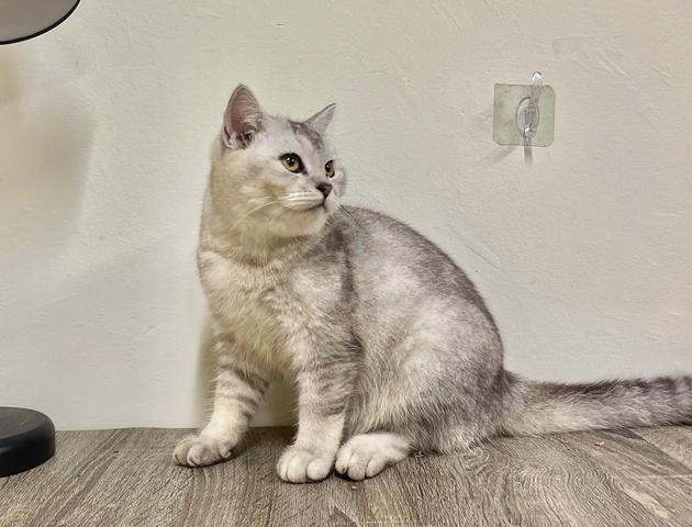 British Shorthair Silver Tabby - Pets for sale in Kuala Terengganu ...