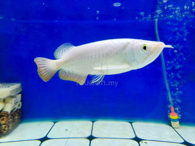 Mgbb Golden Crossback Arowana 6-7" - Pets for sale in Ipoh, Perak