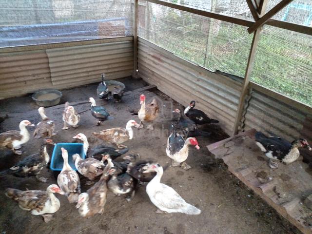 Itik nila/serati - Pets for sale in Masjid Tanah, Melaka