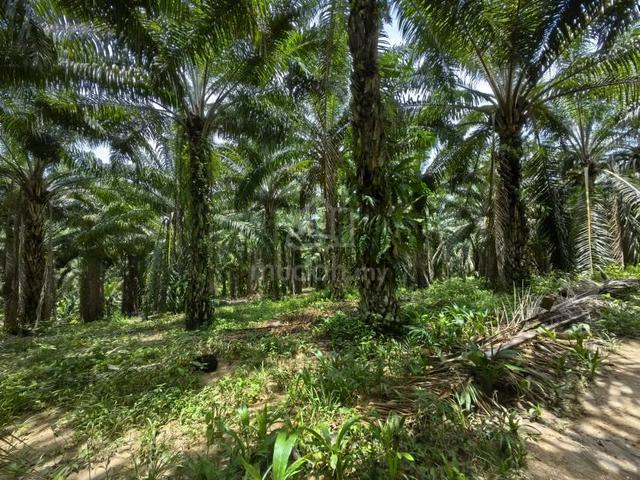 Agricultural Land for Sale, 40 Acre(s), Triang, Pahang 107466682 | Mudah.my