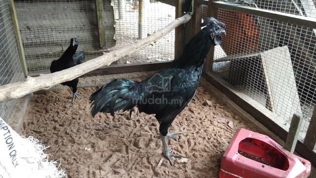Ayam Cemani - Pets for sale in Pasir Mas, Kelantan