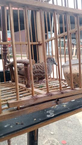 burung merbuk - Pets for sale in Padang Serai, Kedah
