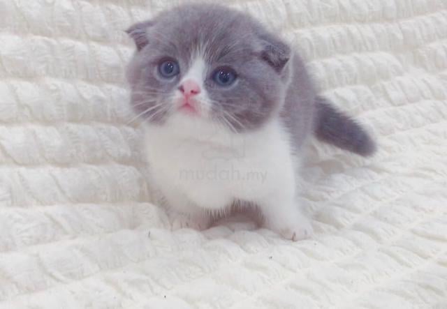 Munchkin kitten British shorthair bsh white cat - Pets for sale in ...