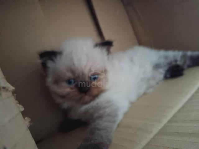 kucing mix BLh parsi putih - Pets for sale in Shah Alam, Selangor