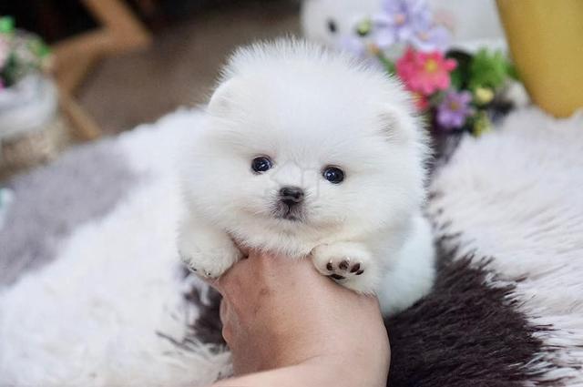 Snow White Pomeranian with MKA cert - Pets for sale in Butterworth, Penang