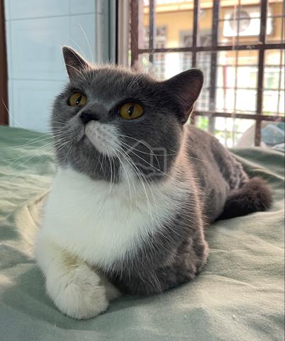 munchkin bsh bicolour female - Pets for sale in Damansara Utama, Selangor
